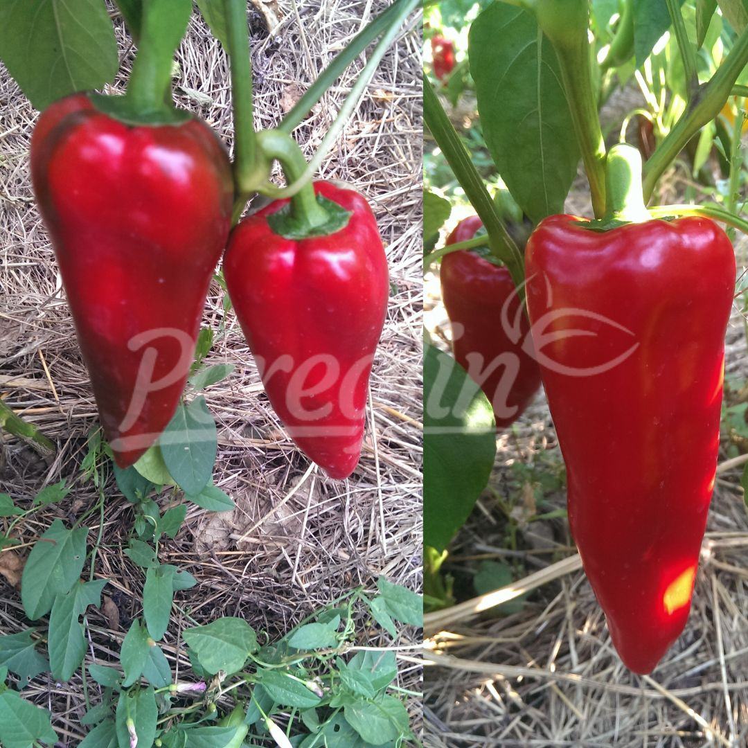 Sjeme paprika rog crvena starinsko organsko (sjemenke)