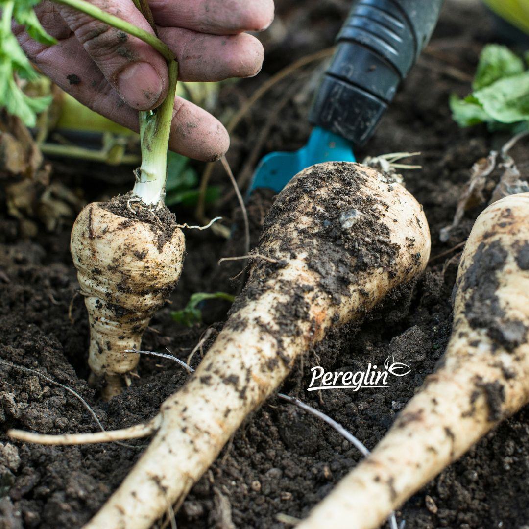 Sjeme pastrnjak / paškanat starinsko organsko (sjemenke)