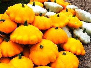 SJEME PATIŠON ŽUTE TIKVICE-jestiva f1