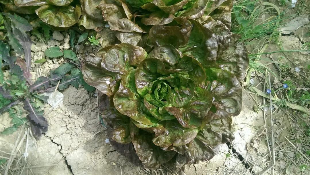 Sjeme salata puterica / puter starinsko organsko (sjemenke)