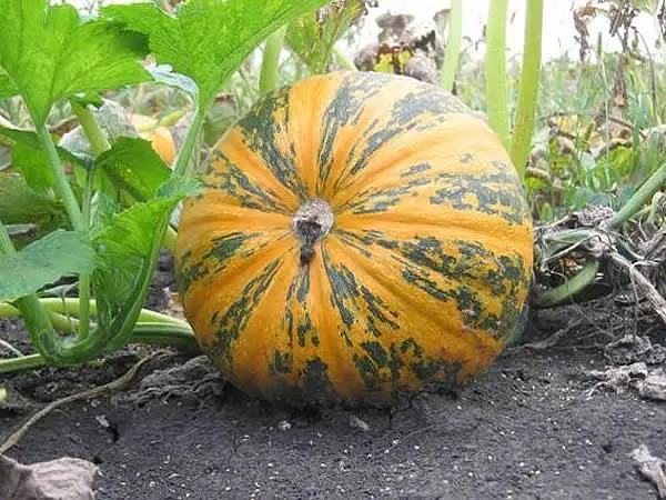 Sjeme tikva / bundeva / buća golica starinsko organsko (sjemenke)