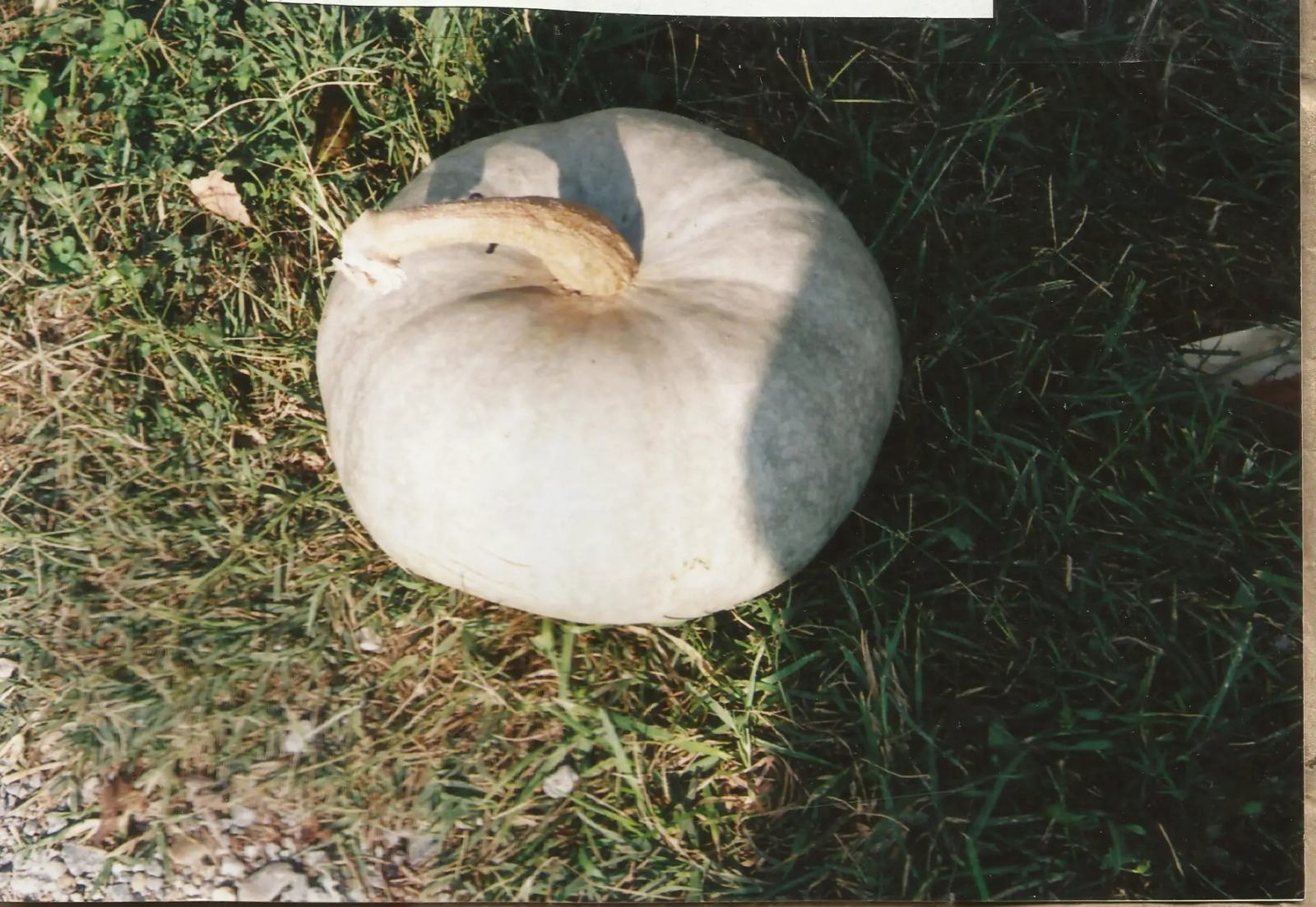 Sjeme tikva / bundeva / buća turkinja starinsko organsko (sjemenke)