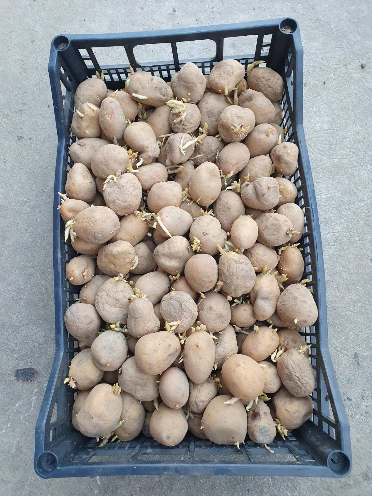 Sjemenski krumpir, žuti, sorta Marabel, 0,50 €/kg