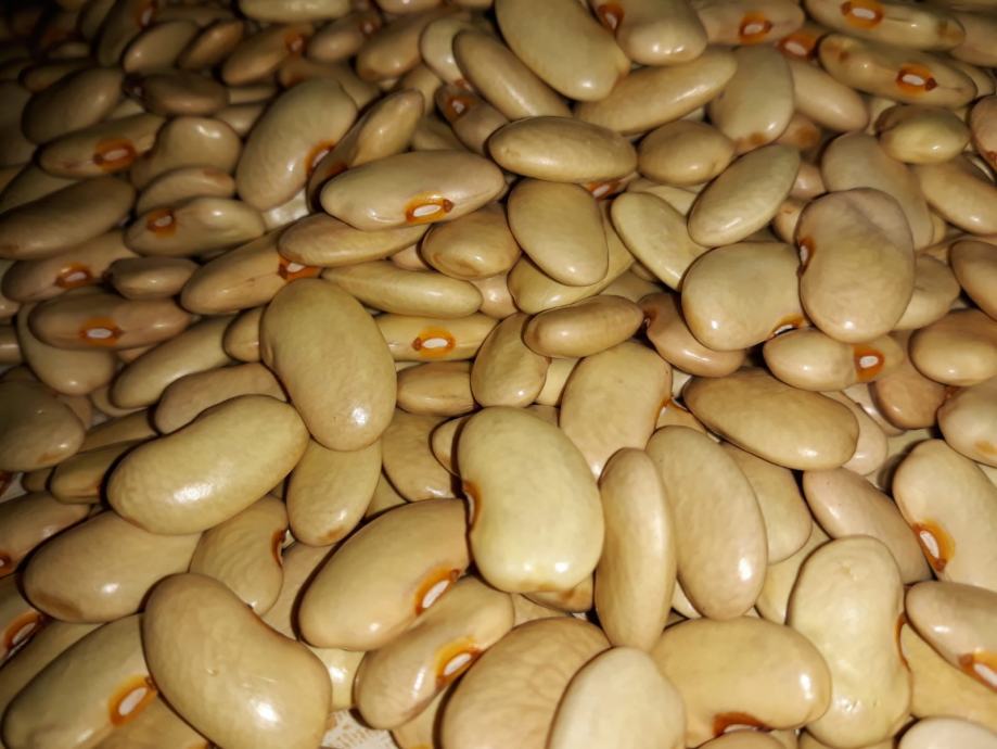 VISOKI ZELENČEK GRAH - KUKURUZAR