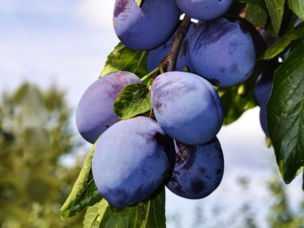 ČAČANSKA LJEPOTICA - SADNICE ŠLJIVE - Dostava na adresu