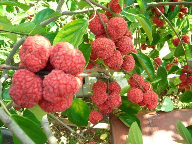 Crveni kineski dud / SADNICE