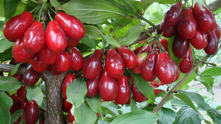 Dren/Drijen/Cornus mas