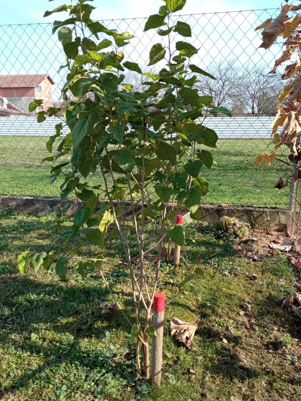 Dud sadnice crni i bijeli