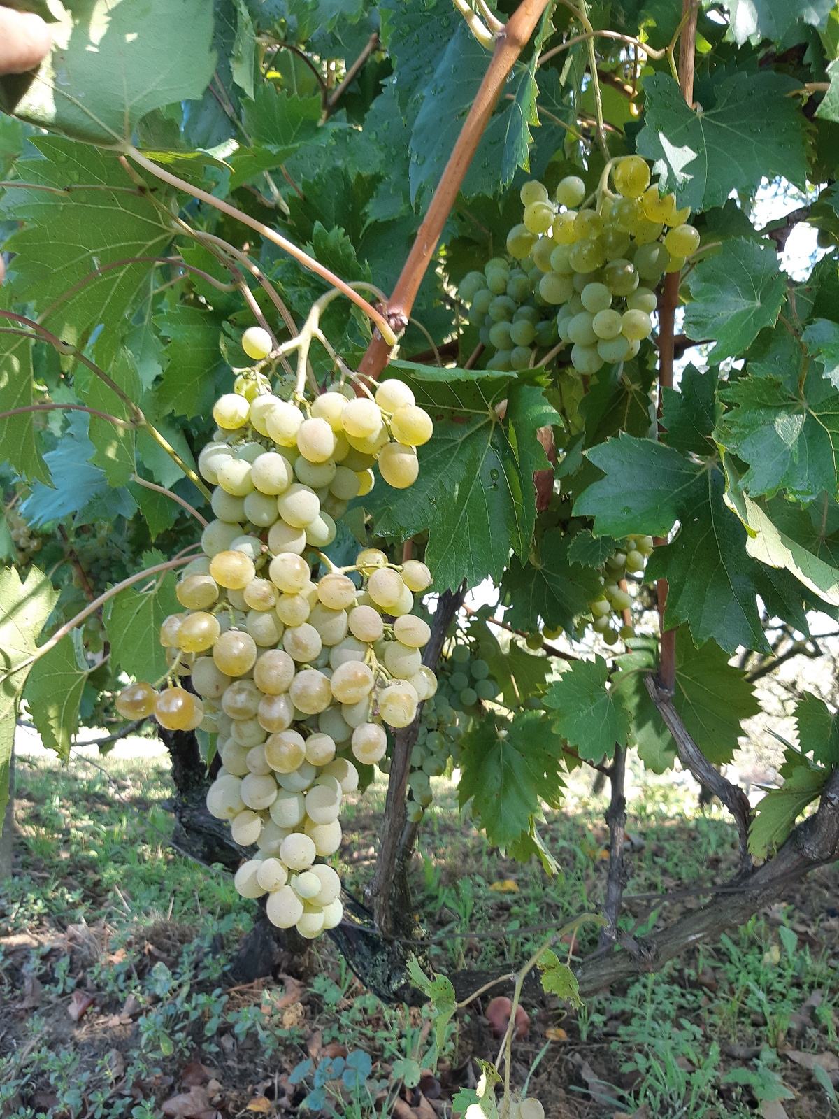 Francuz sadnice