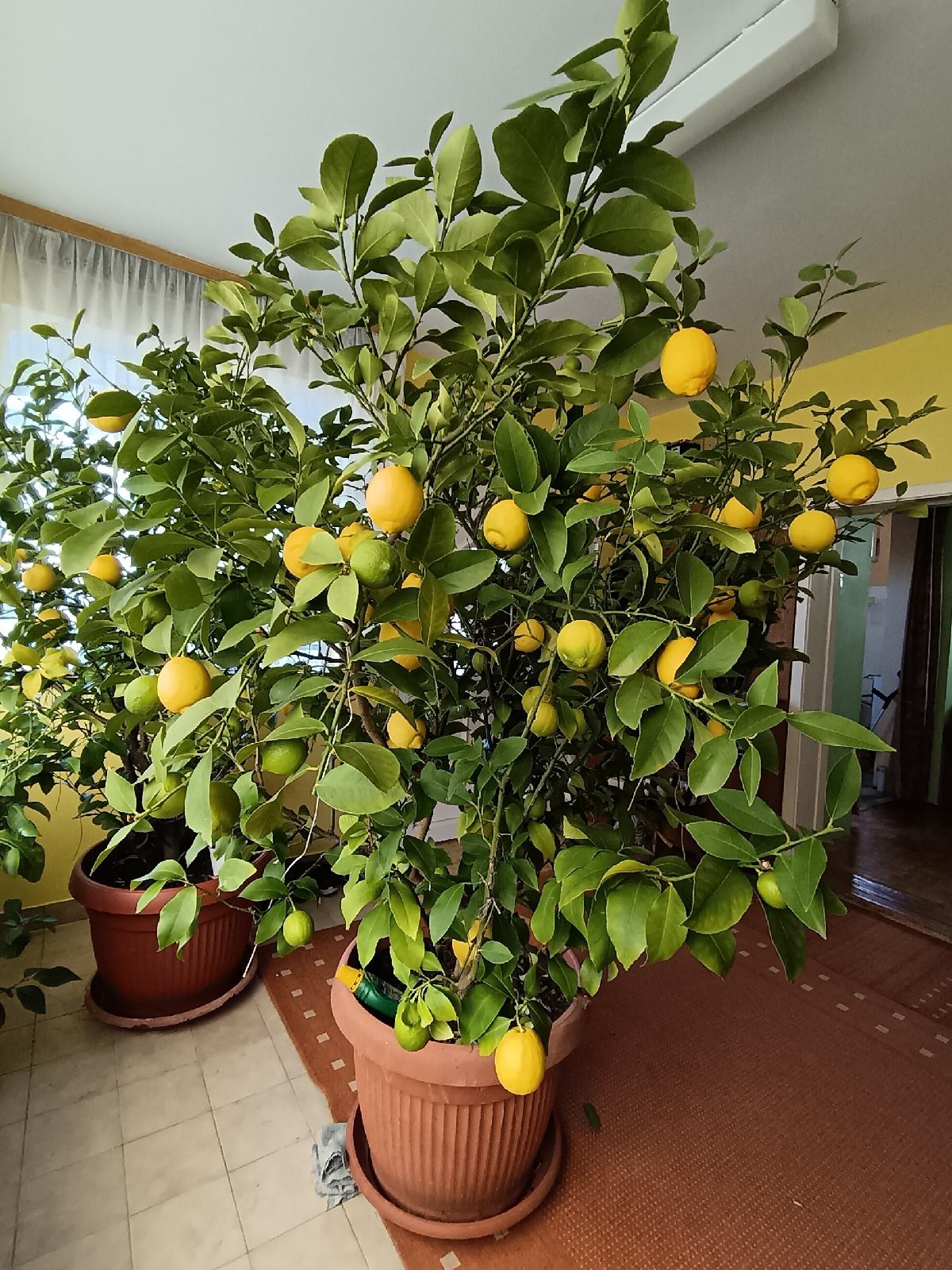 Limun, 2 stabla