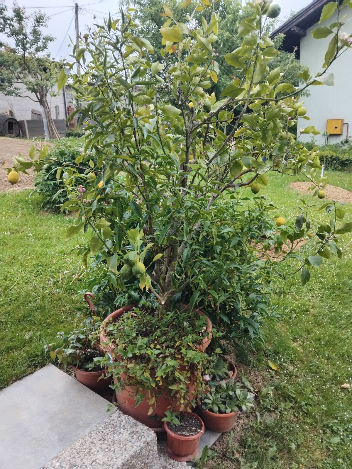 limun, mandarina stablo