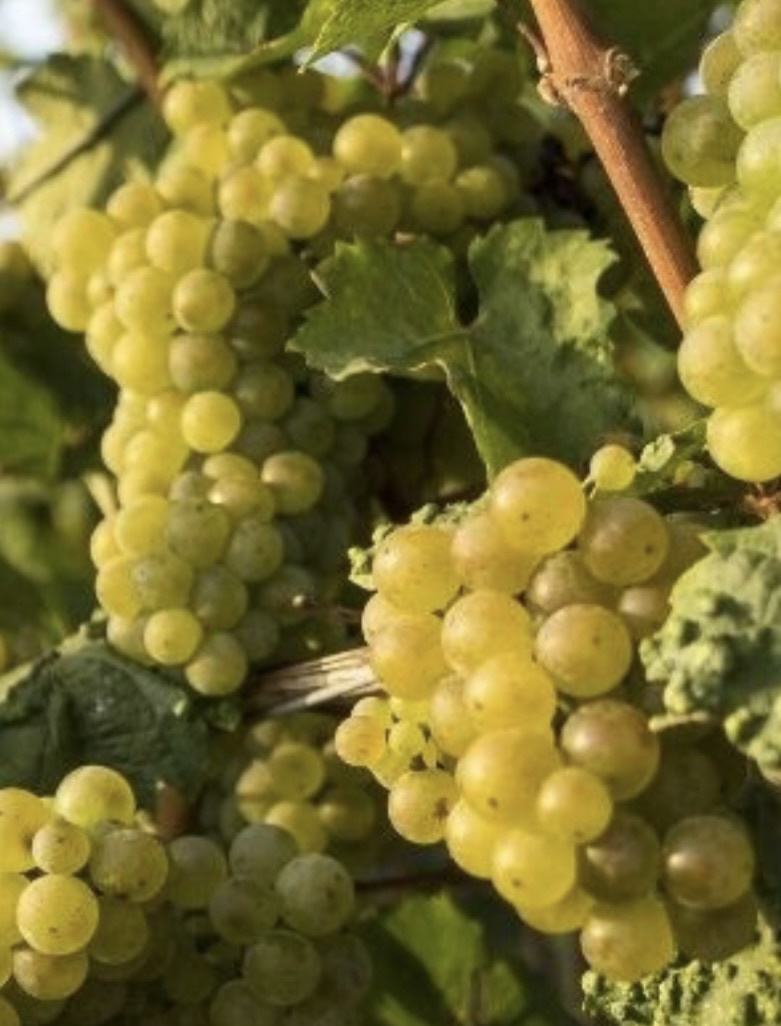 Lozni cijepovi RAJNSKI RIZLING