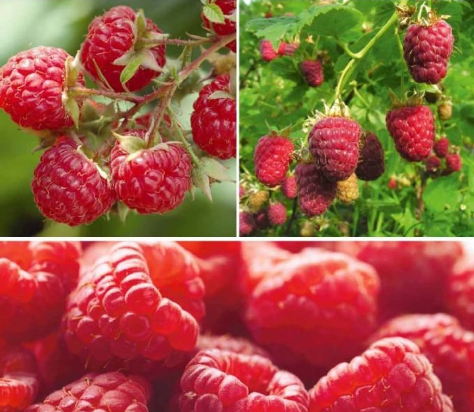 Maline mjesečarka, sadnice