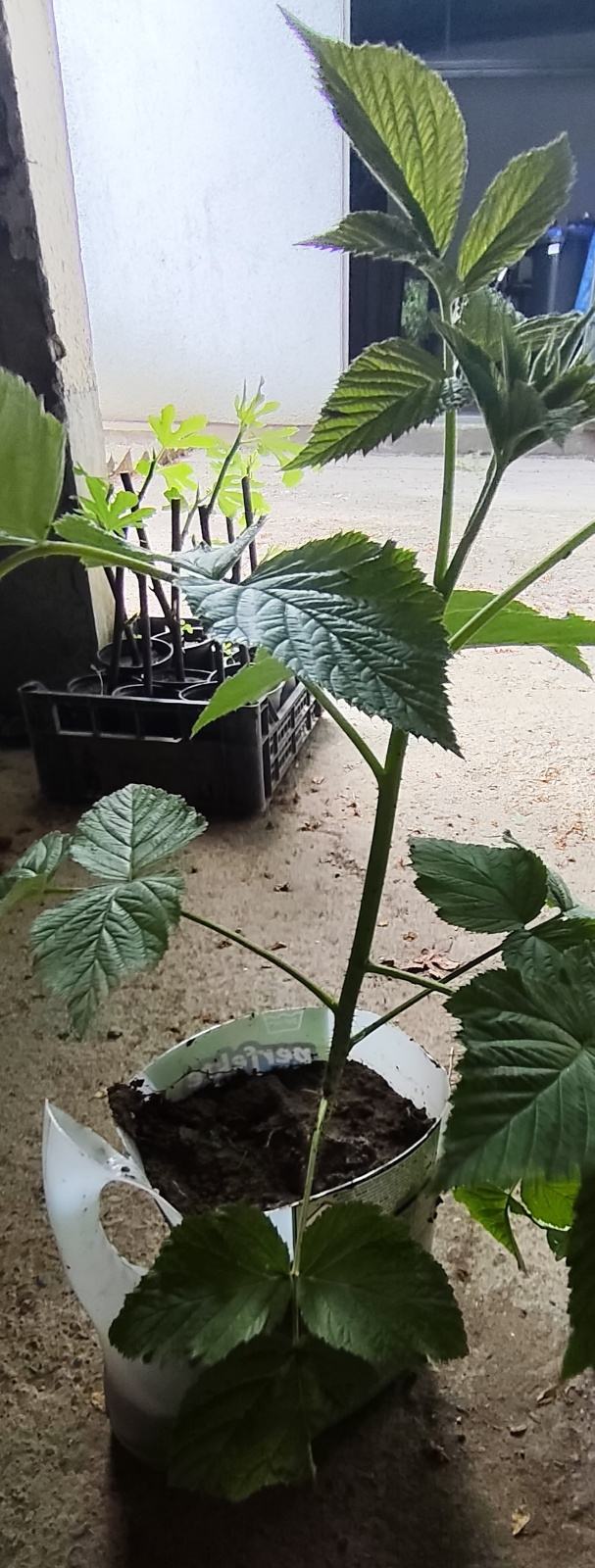 Maline sadnice.Mjesecarke.Vinkovci