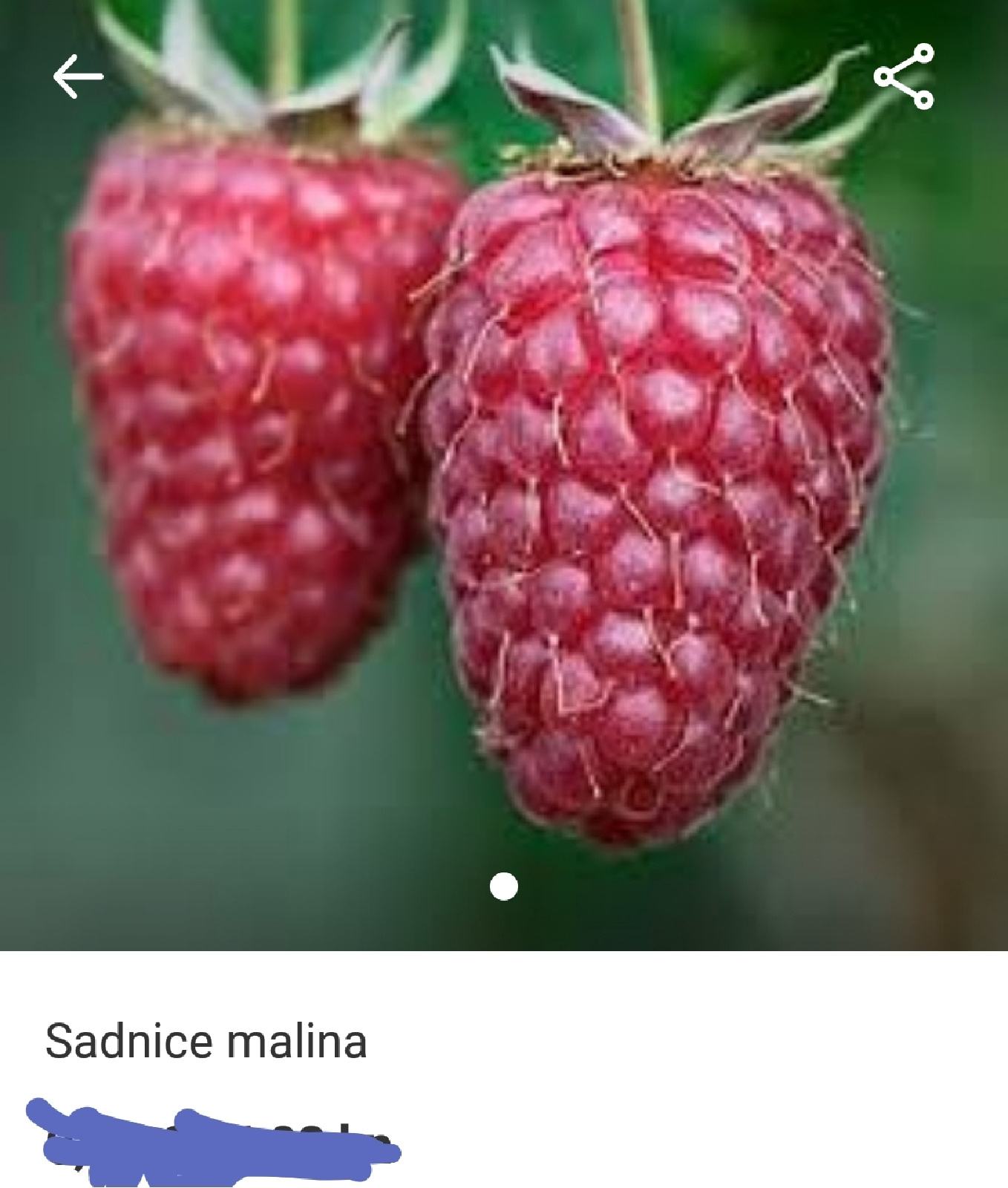 Maline sadnice