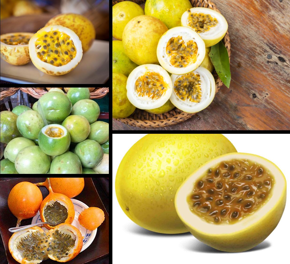 17 Marakuja sjeme - NOVO! penjačica mirisnih cvjetova i jestivih plod