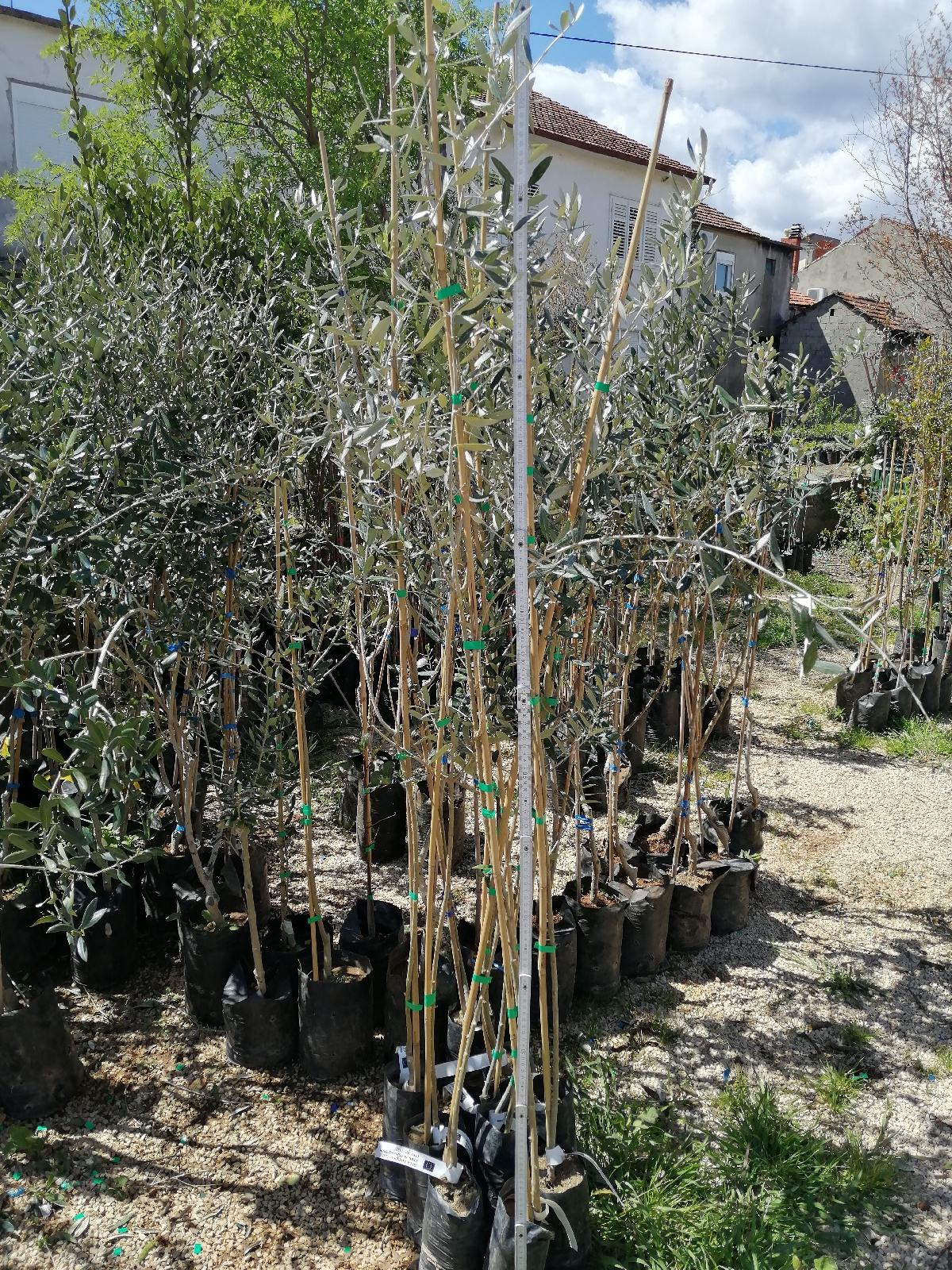 masline sorte picual