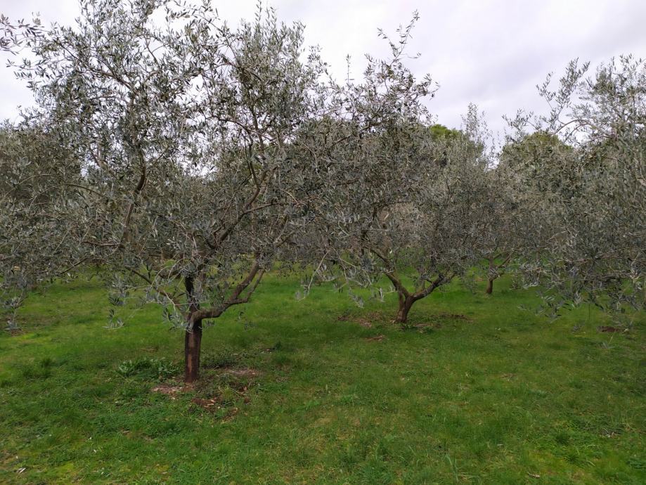 Masline,stare 19 godina
