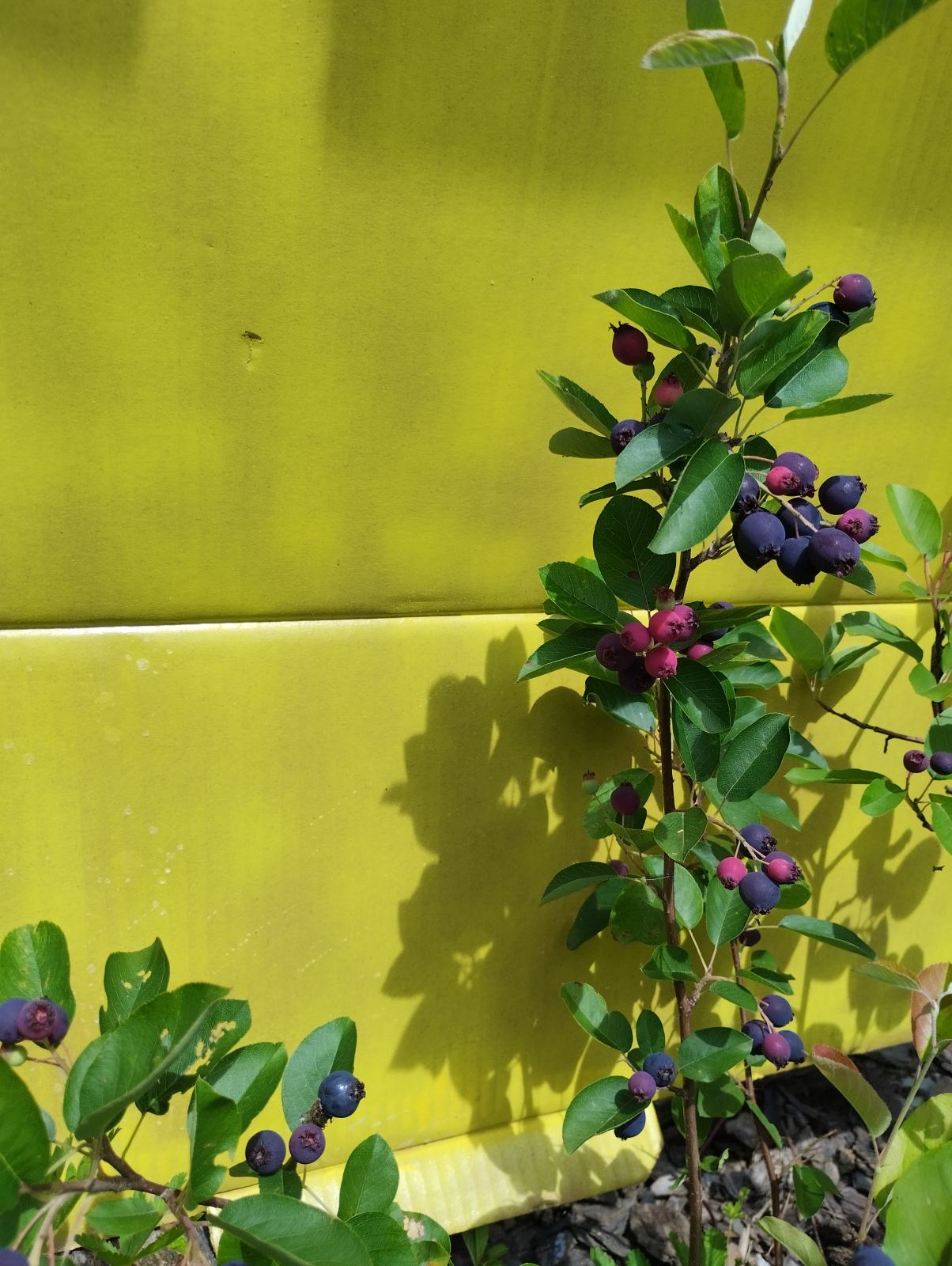 MONGOLSKA BOROVNICA - MERALA sadnice