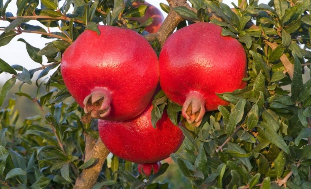 NAR ŠIPAK sadnice