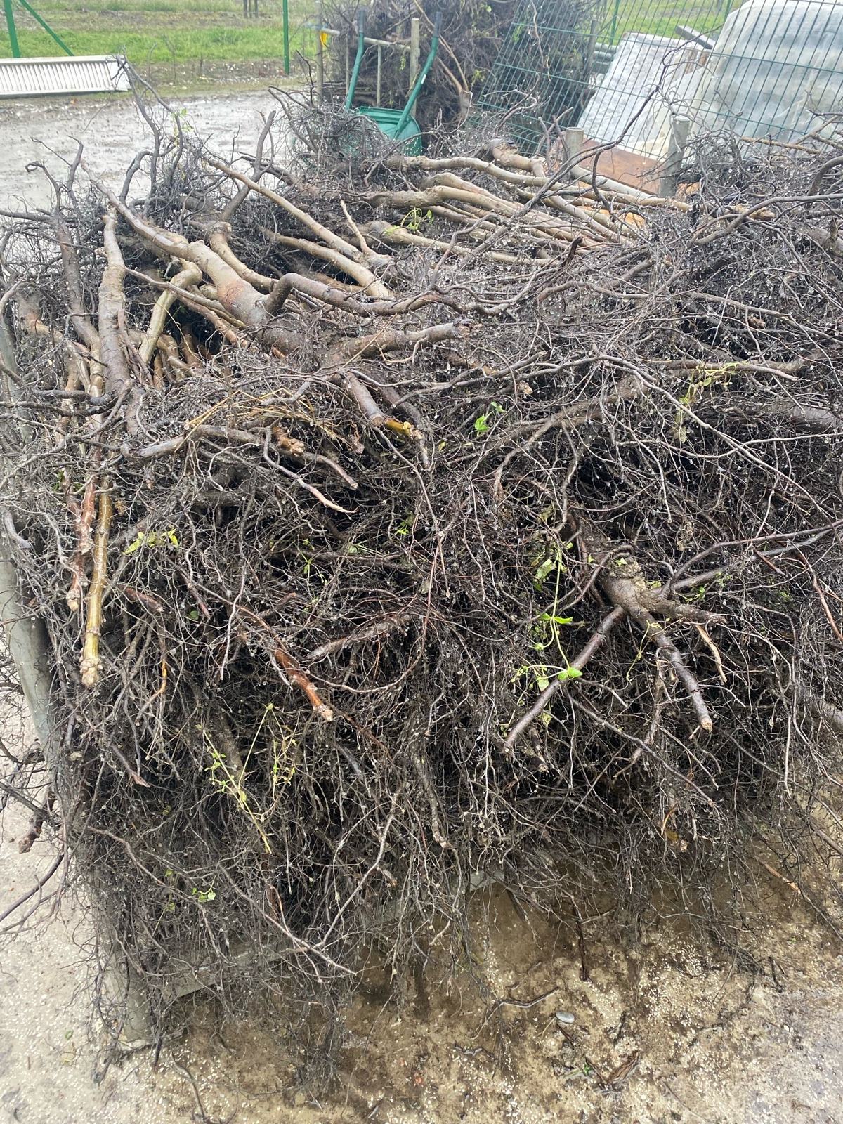 ORAH SJEMENJAK ZA STABLO