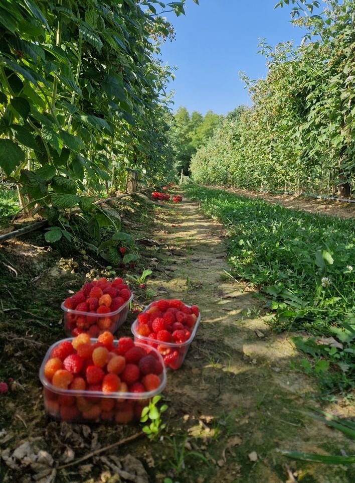 PRODAJEM SADNICE MALINE