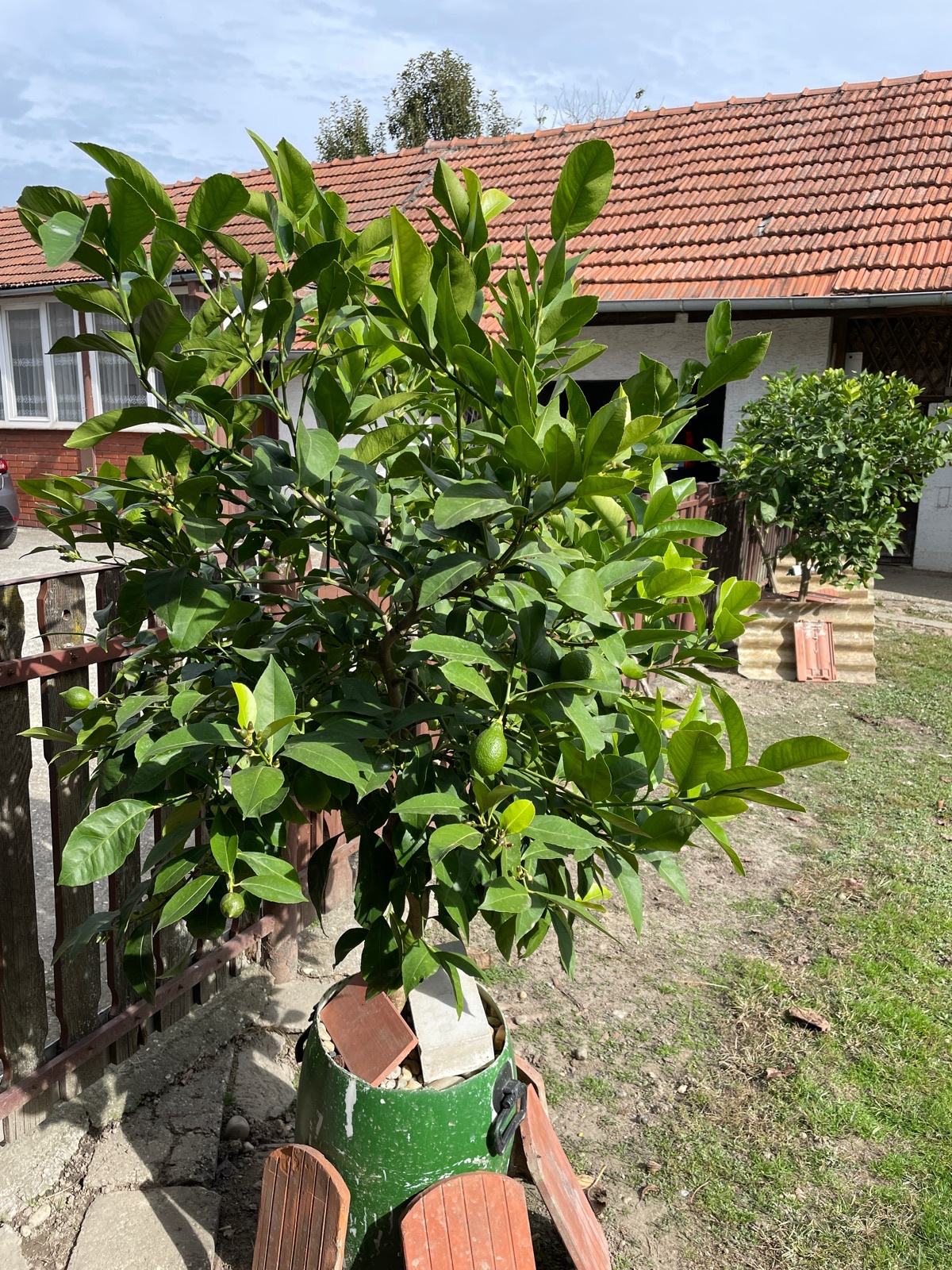 Prodajem stabla limuna