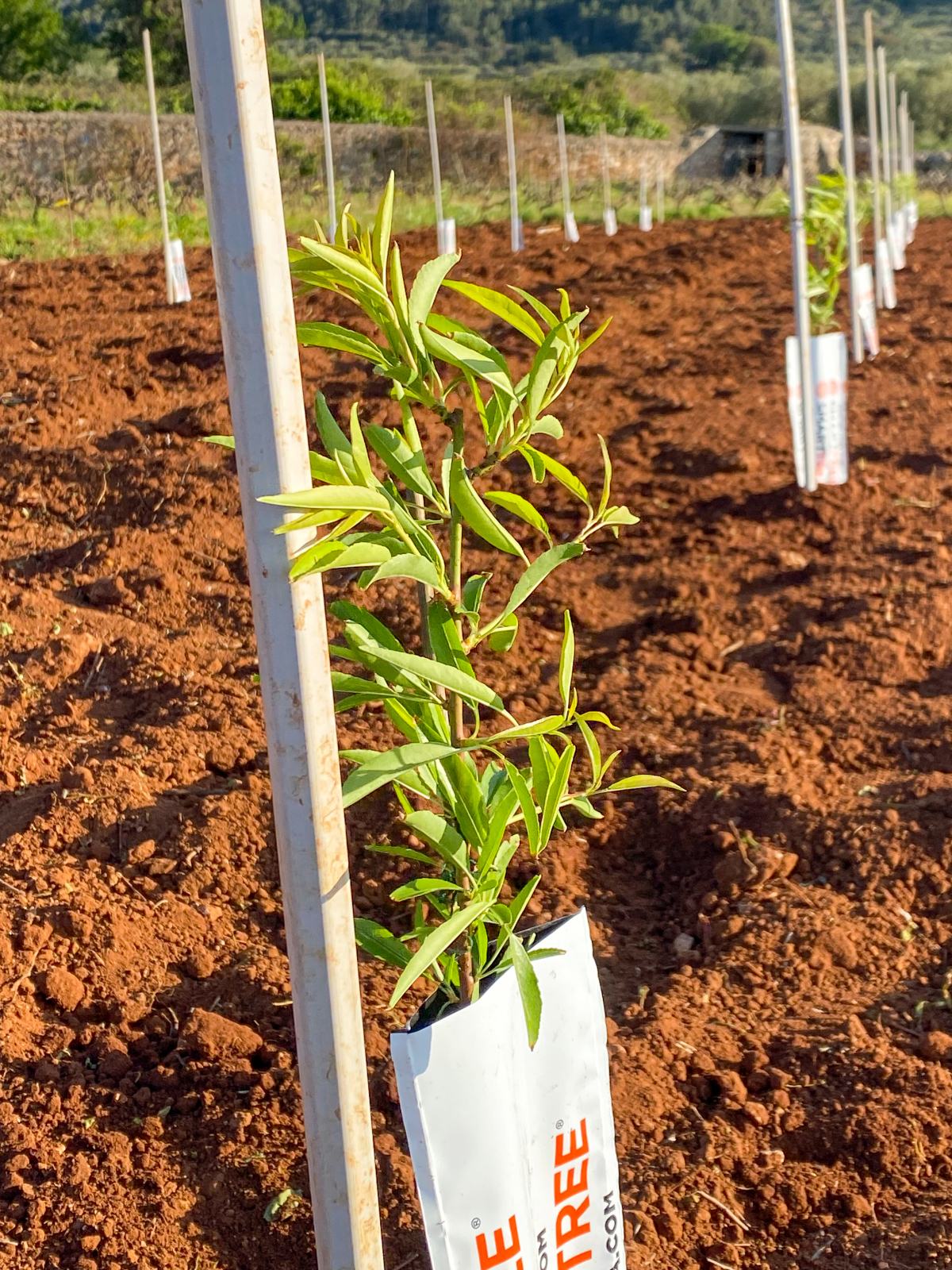 Sadnice badema GUARA, SOLETA, AVIJOR, PENTA i MAKAKO