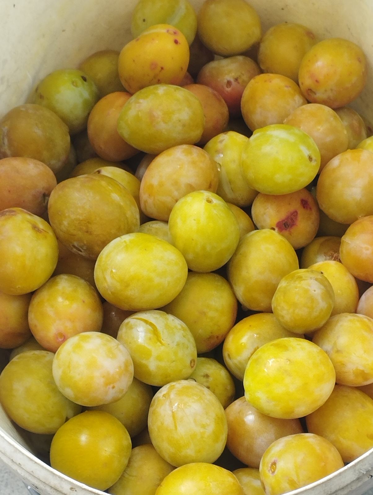 Sadnice bijele i plabe šljive