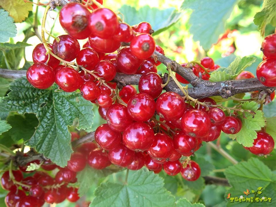 Sadnice crvenog krupnog ribiza