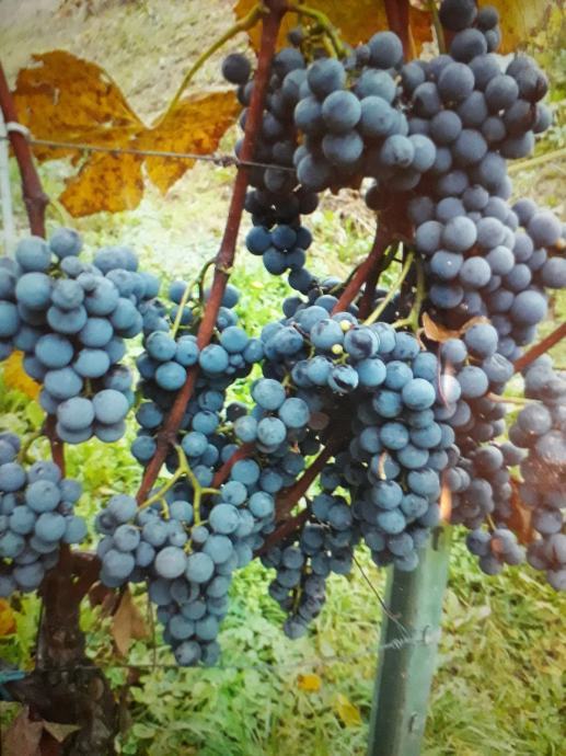 Sadnice grožđa (crna noja i bijeli francuz)