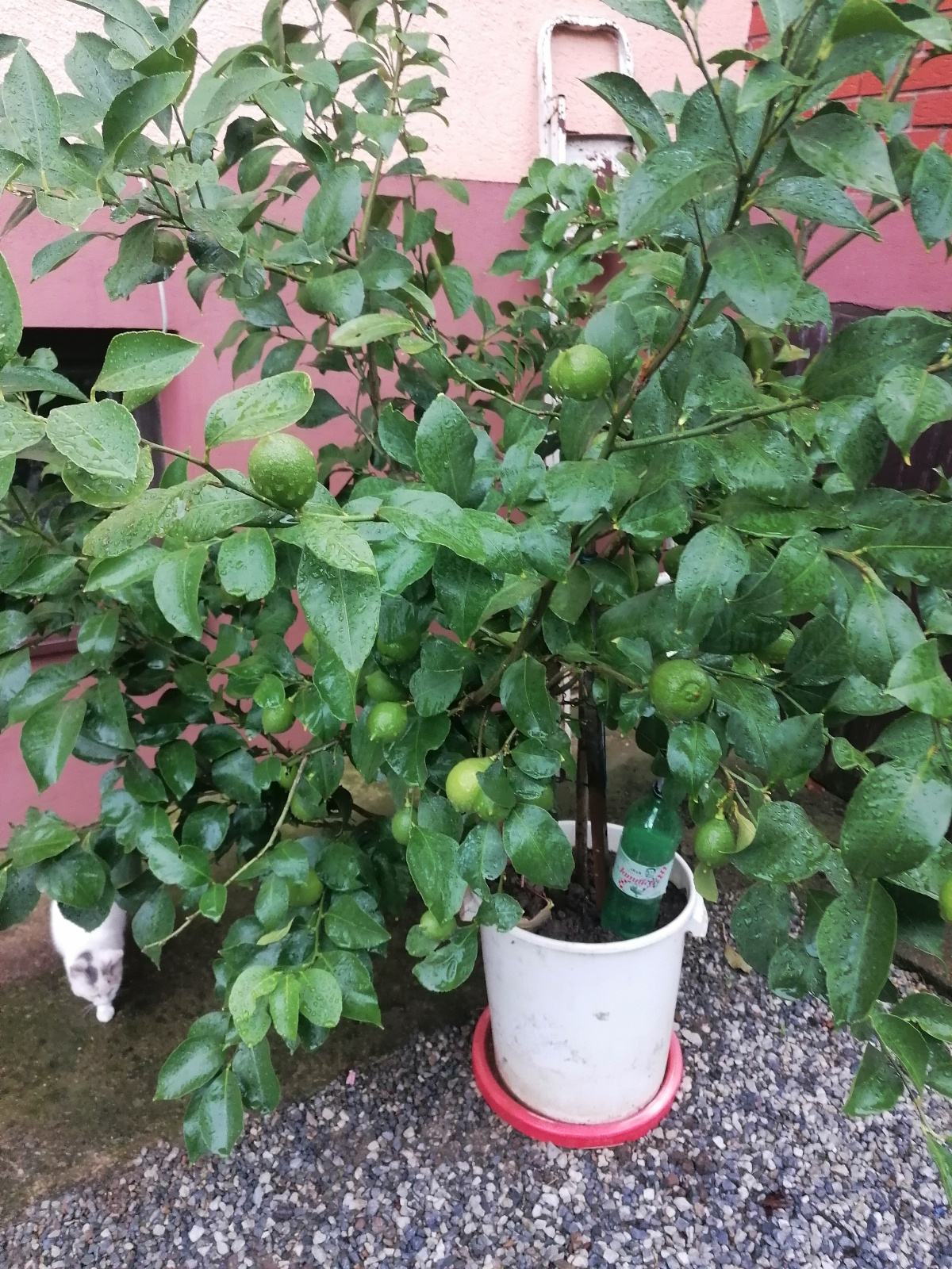 sadnice limuna 100 eura