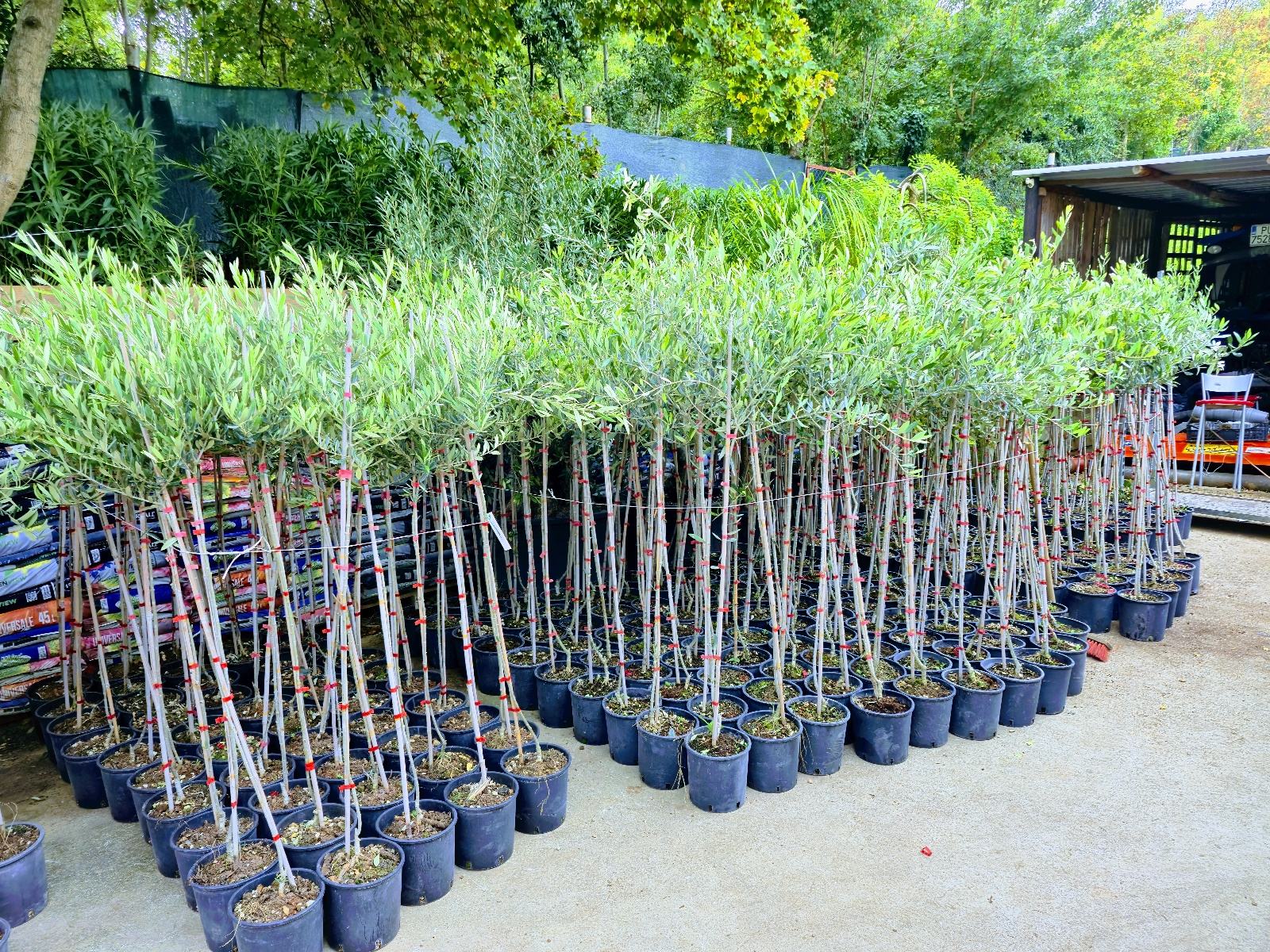 Sadnice maslina / masline više različitih sorti...