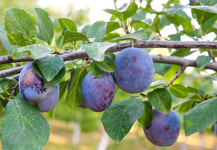 Sadnice šljive bosanke