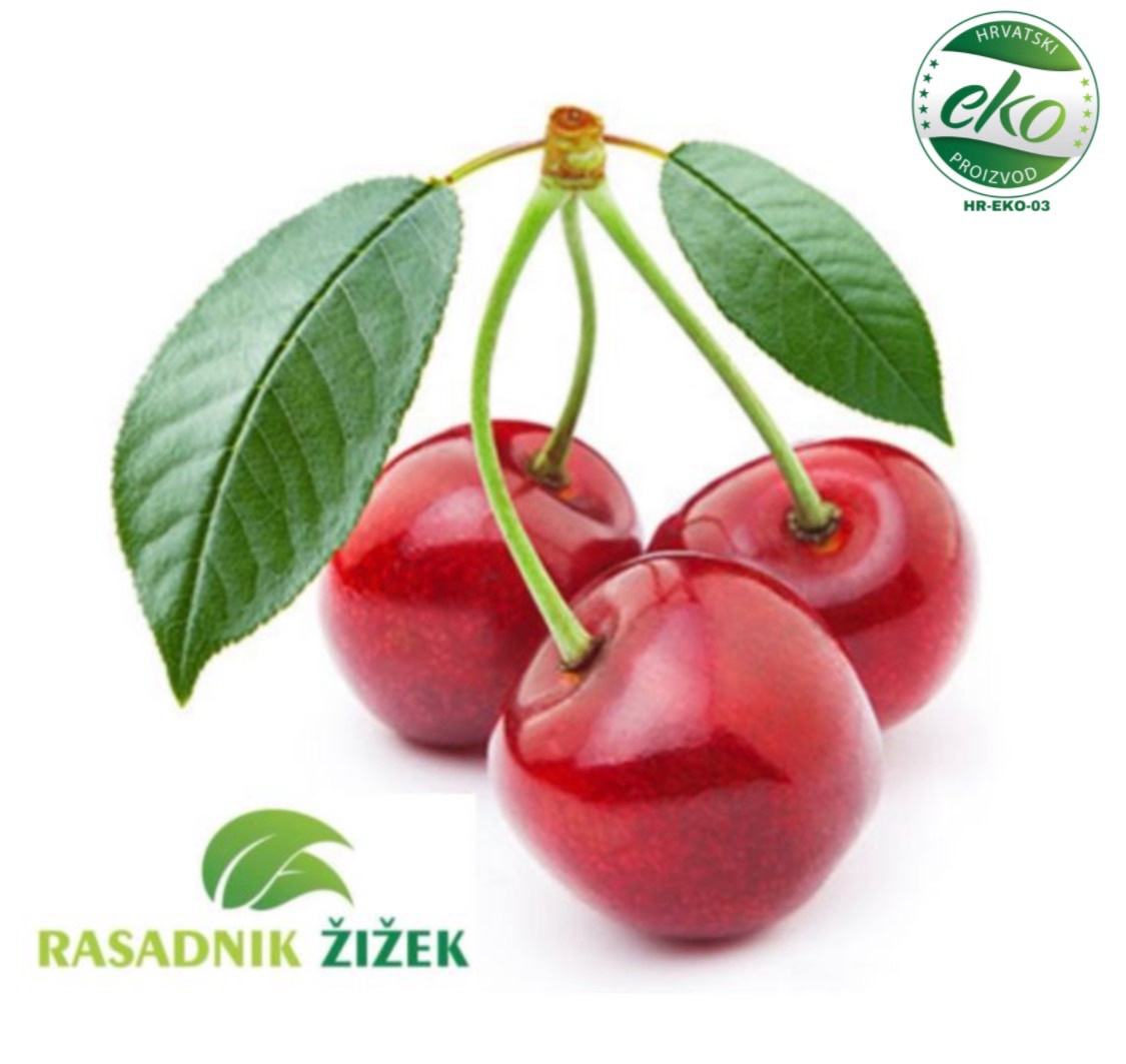 SADNICE TREŠNJE KORDIA