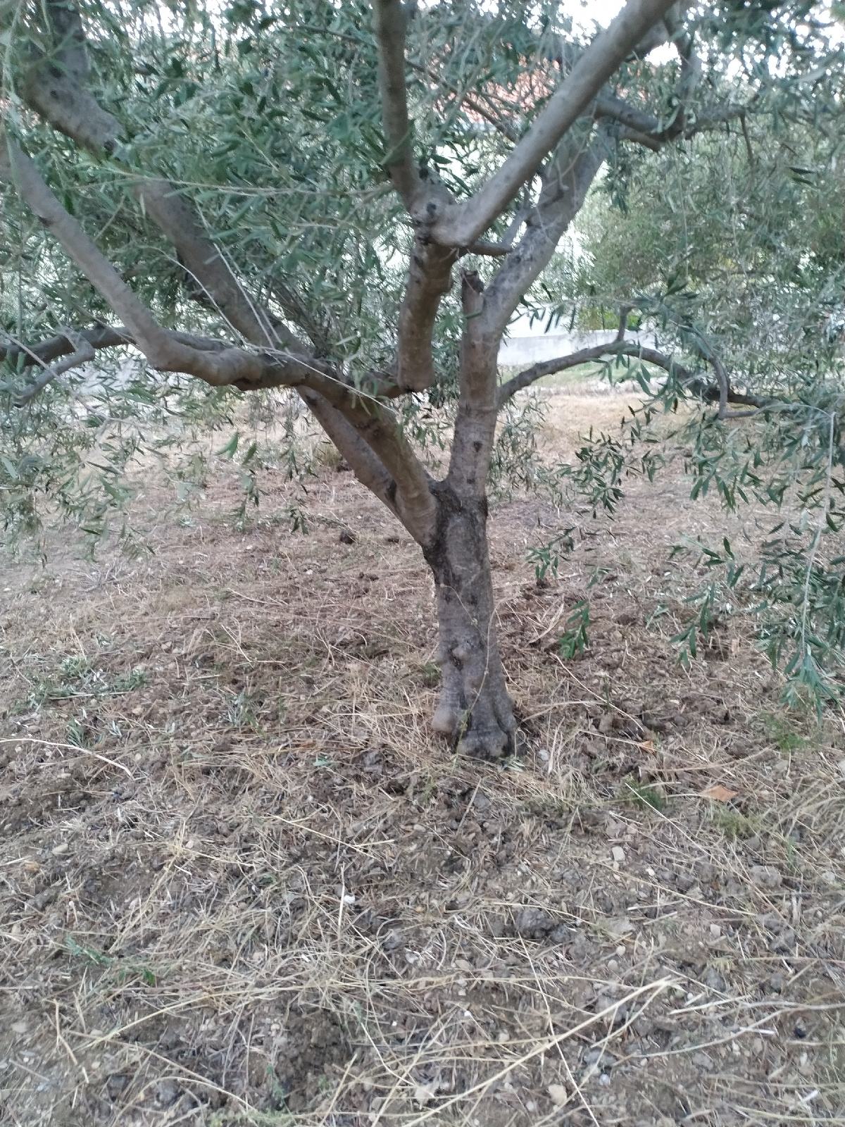 Stabla masline Kaštela