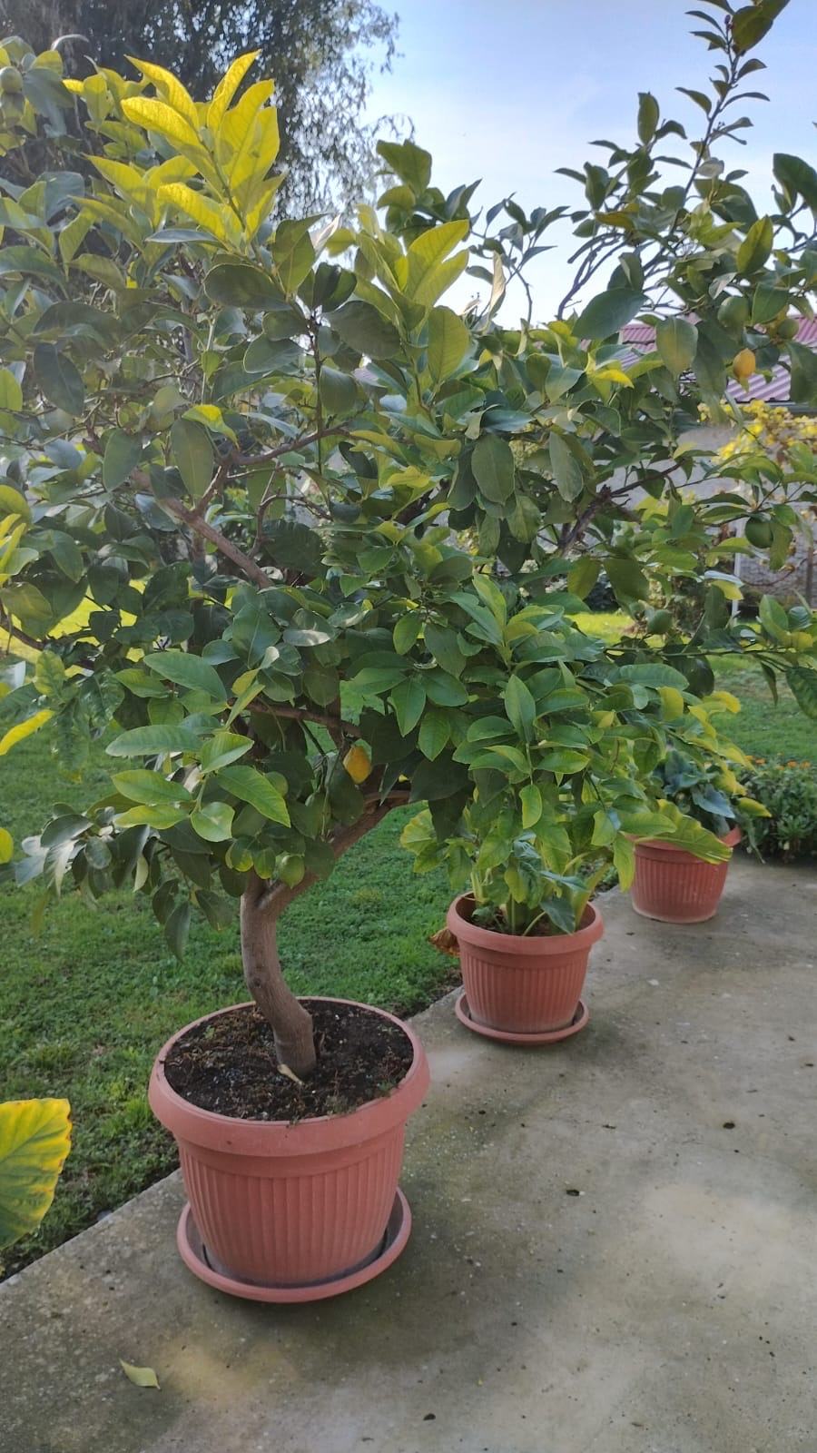 STABLO LIMUNA STARO 12 GODINA