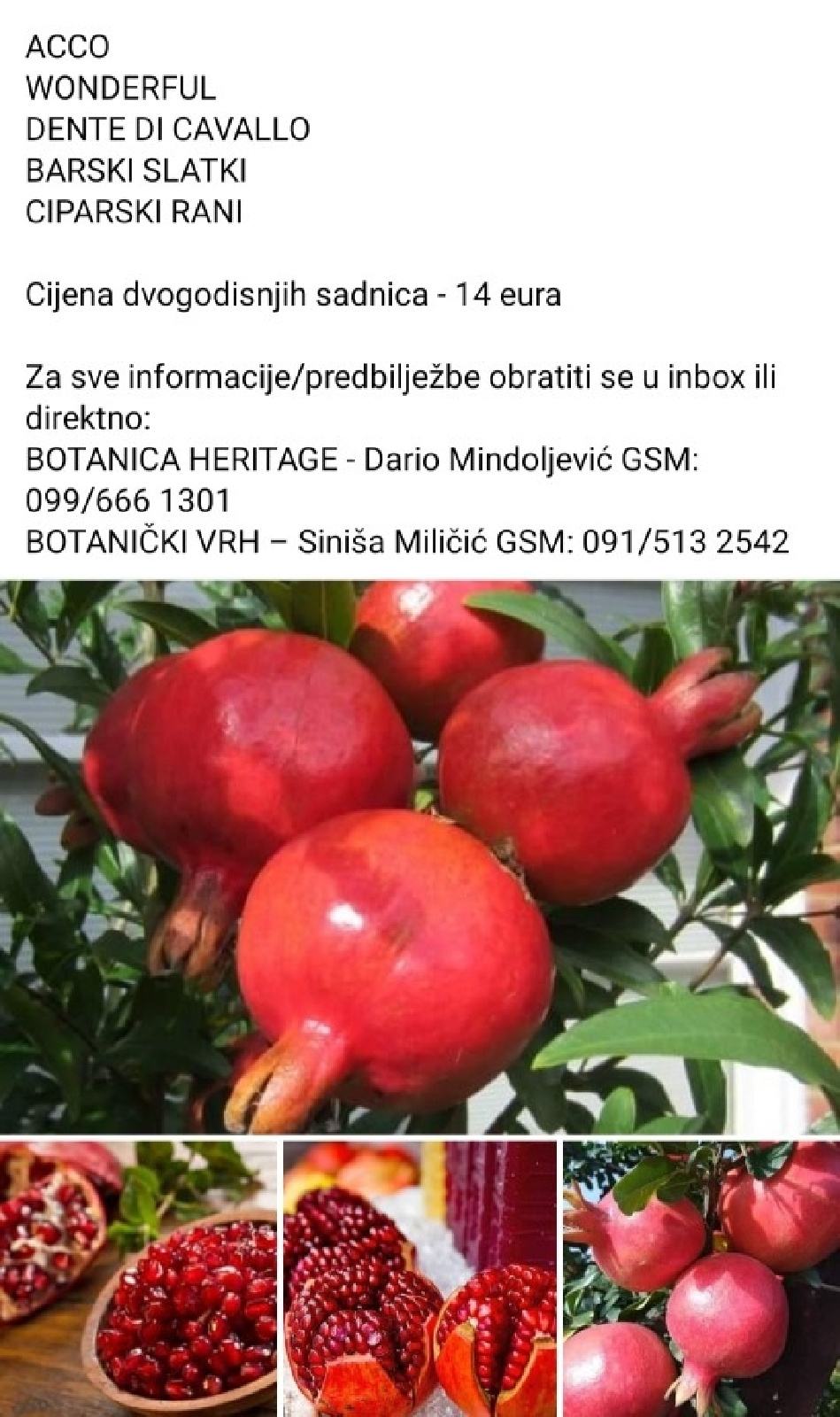 Voćne sadnice, rasadnik Botanički Vrh u Žrnovnici