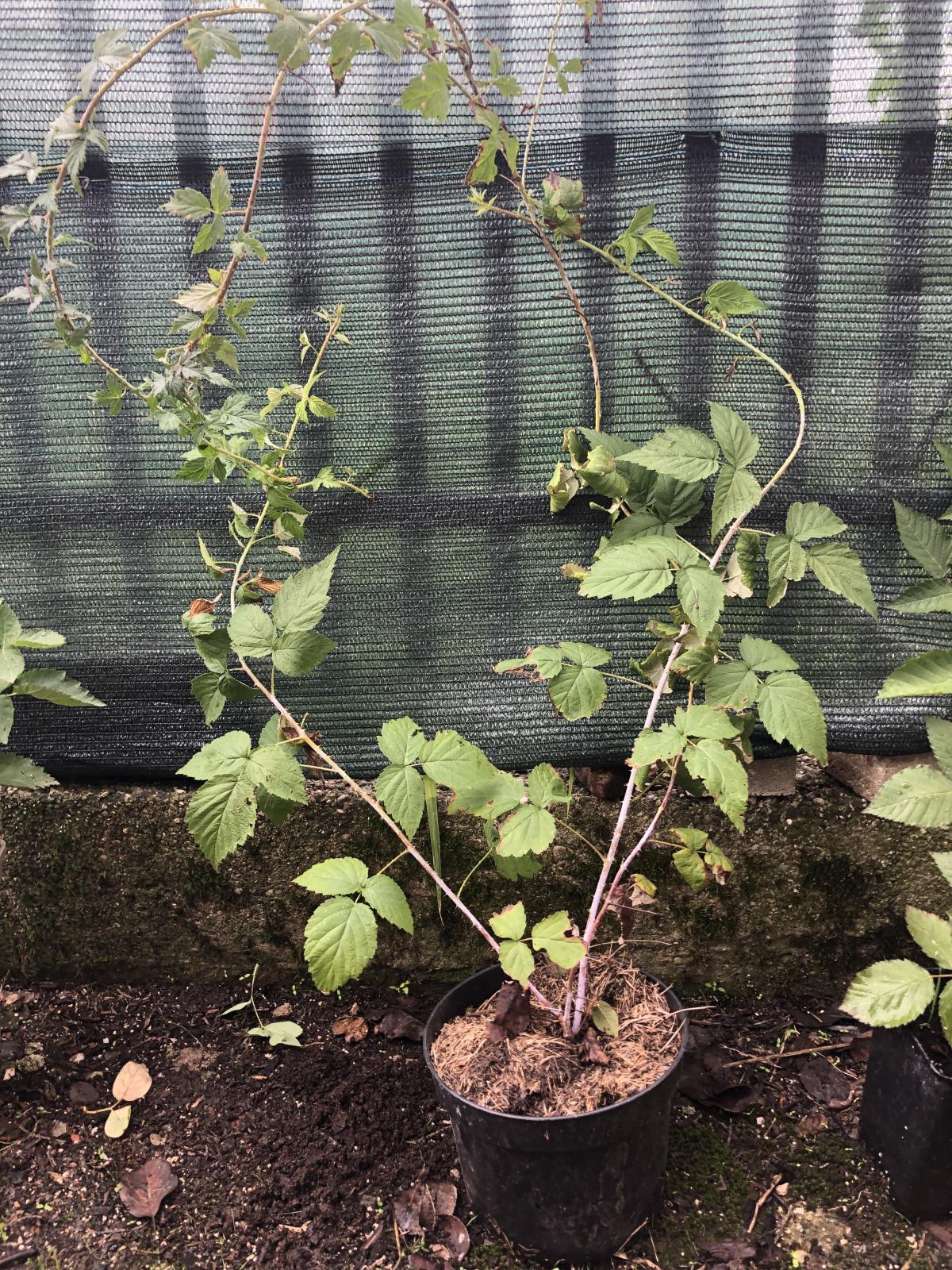 Vrhunske sadnice kupina i malina