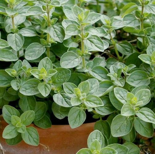 Divlji origano / Origanum Wild / SADNICE