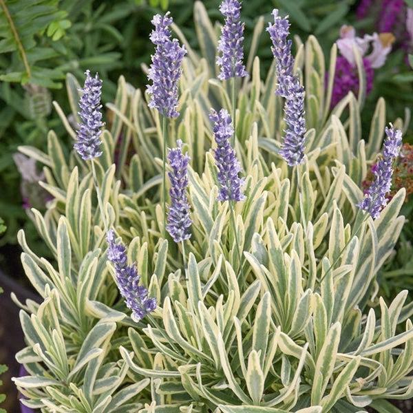 LAVANDA PRAVA ŠARENOLISNA / LAVANDULA ANGUSTIFOLIA PLATINUM