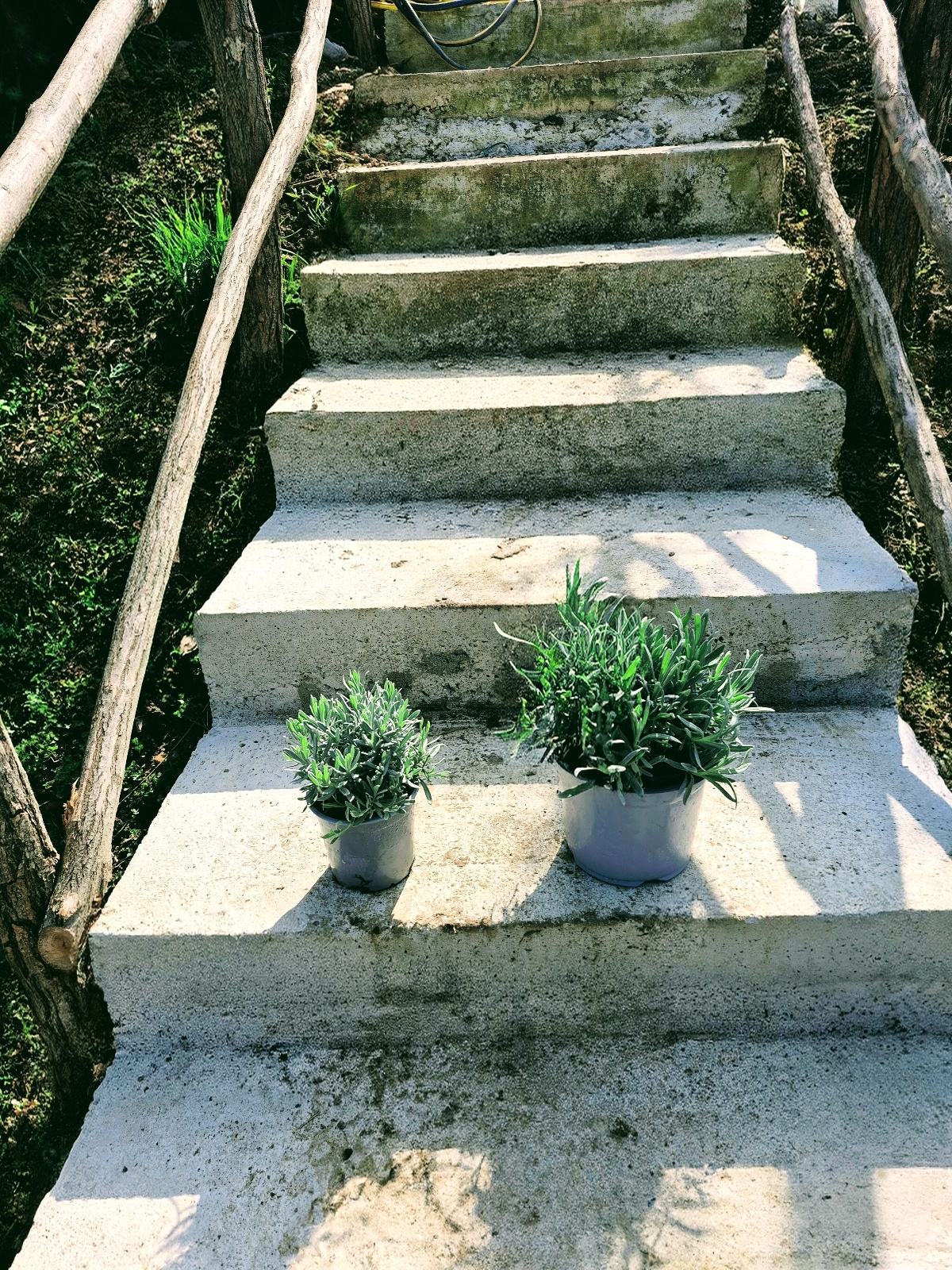 lavanda proljeće 2025!!!! sadnice lavande