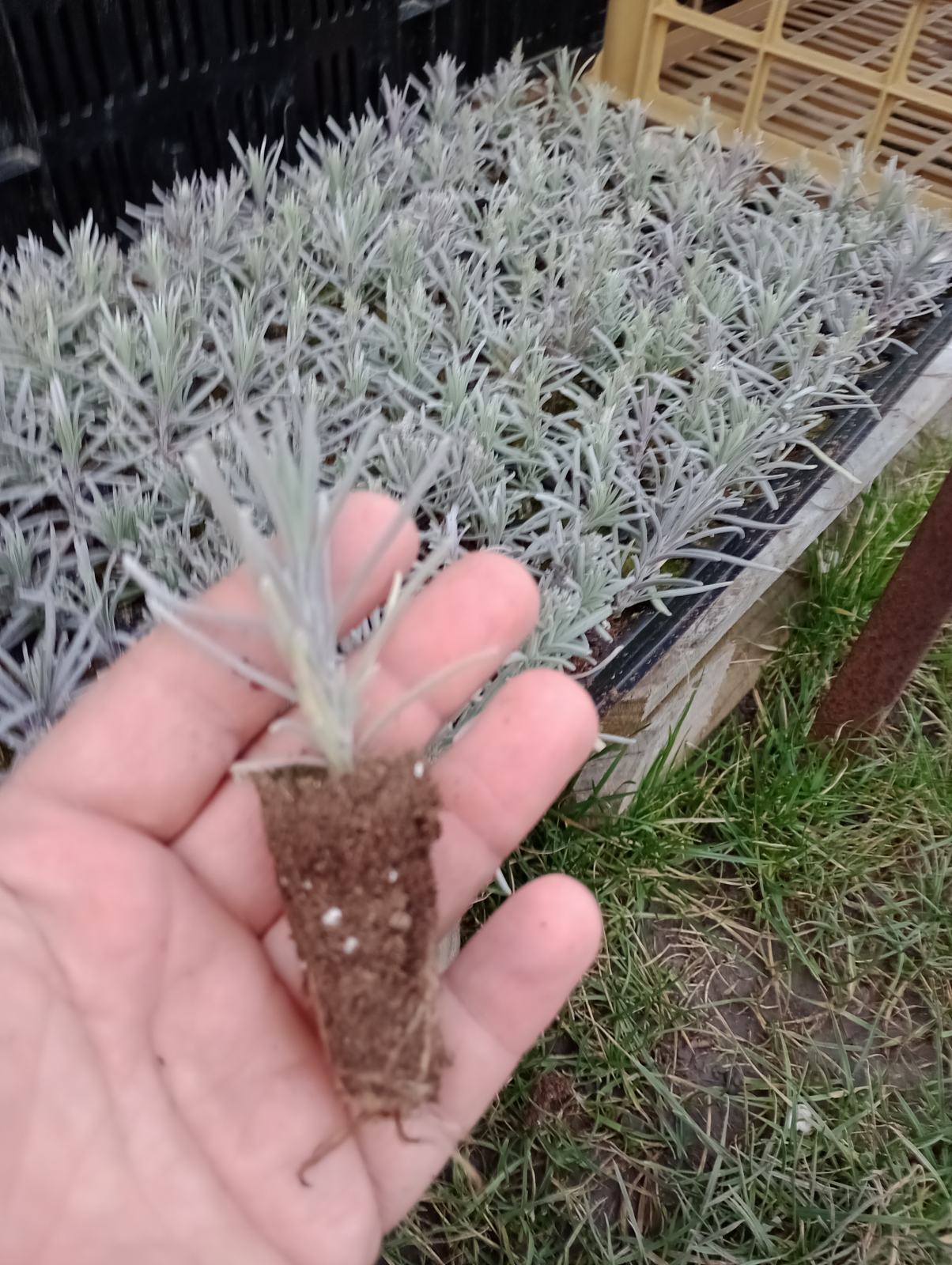 Sadnice lavanda Hidcote Blue