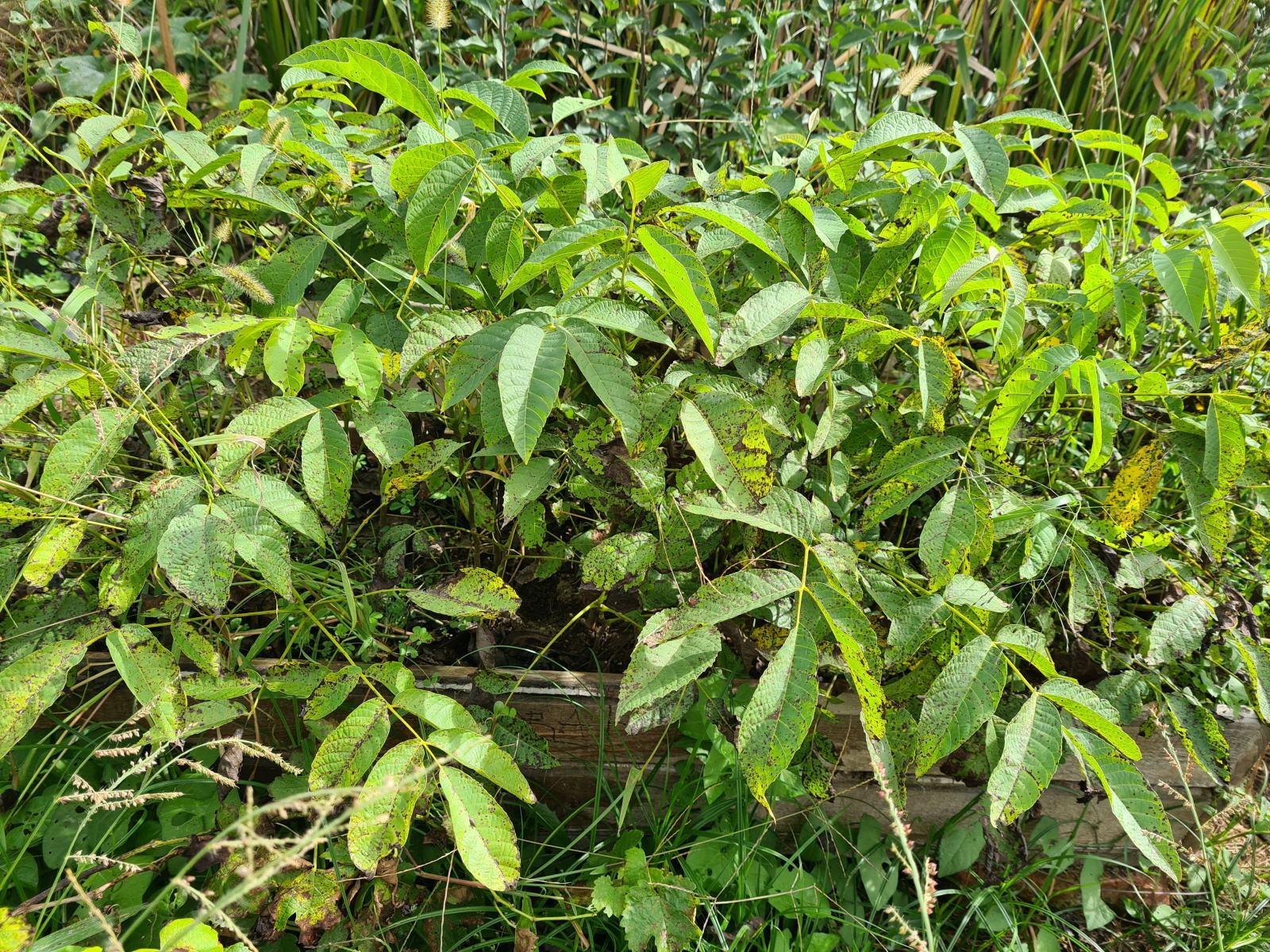 Orah - sjemenjaci - Juglans regia - sadnice
