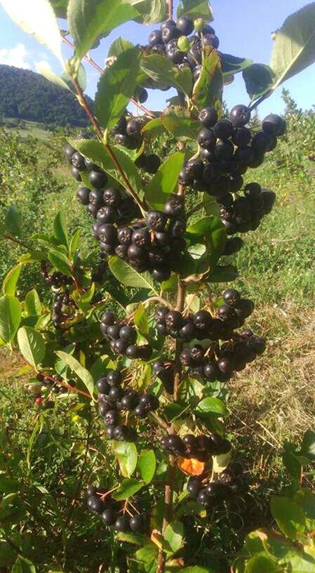 Aronija svježi plod