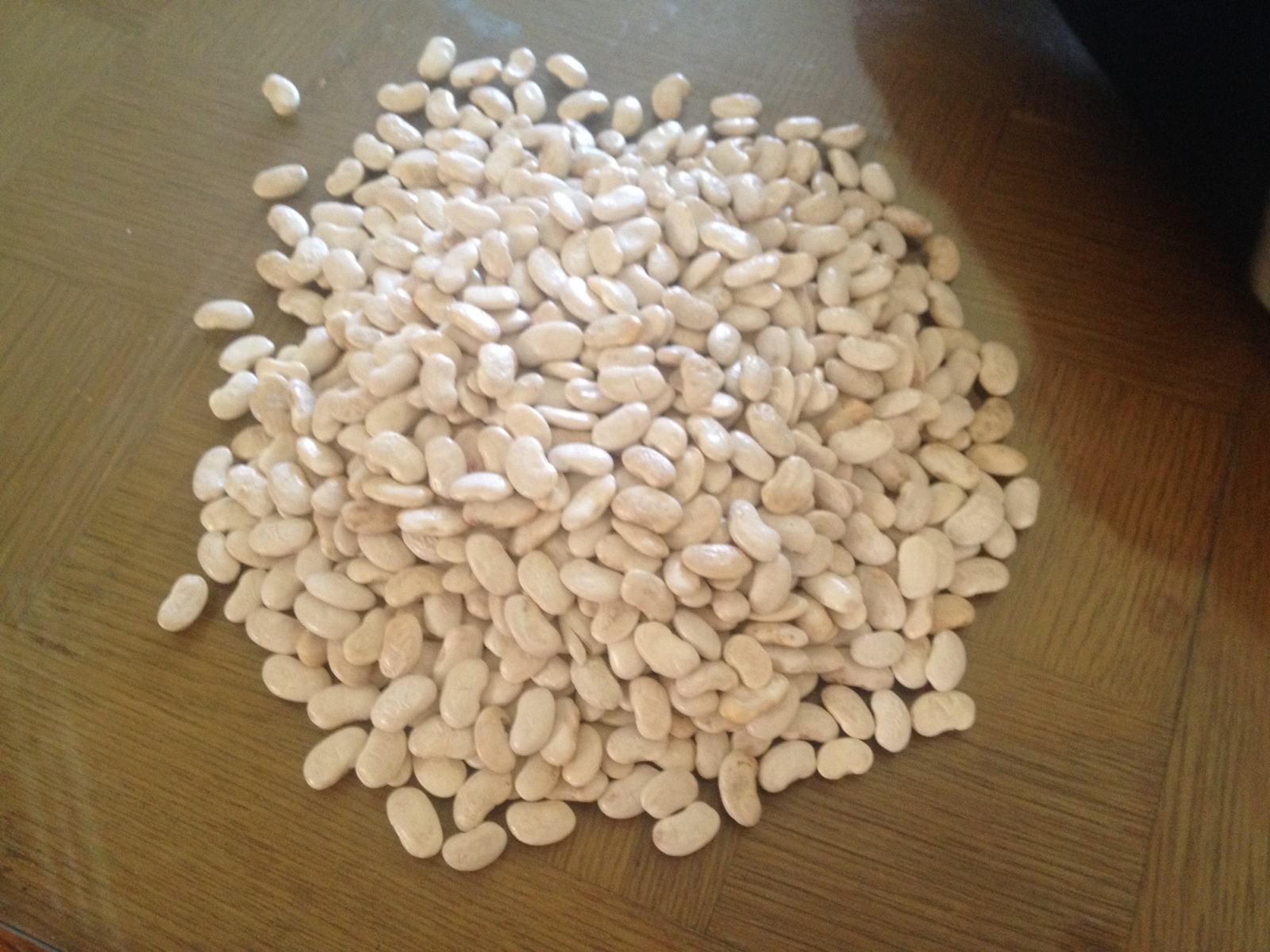 Bijeli visoki grah tetovac