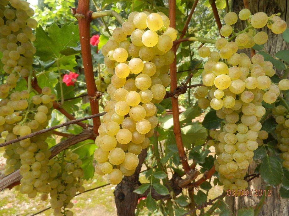 CRNO I BIJELO GROŽĐE **GRAŠEVINA, FRANKOVKA, ŠKRLET** 4kn/kg *VOLODER*