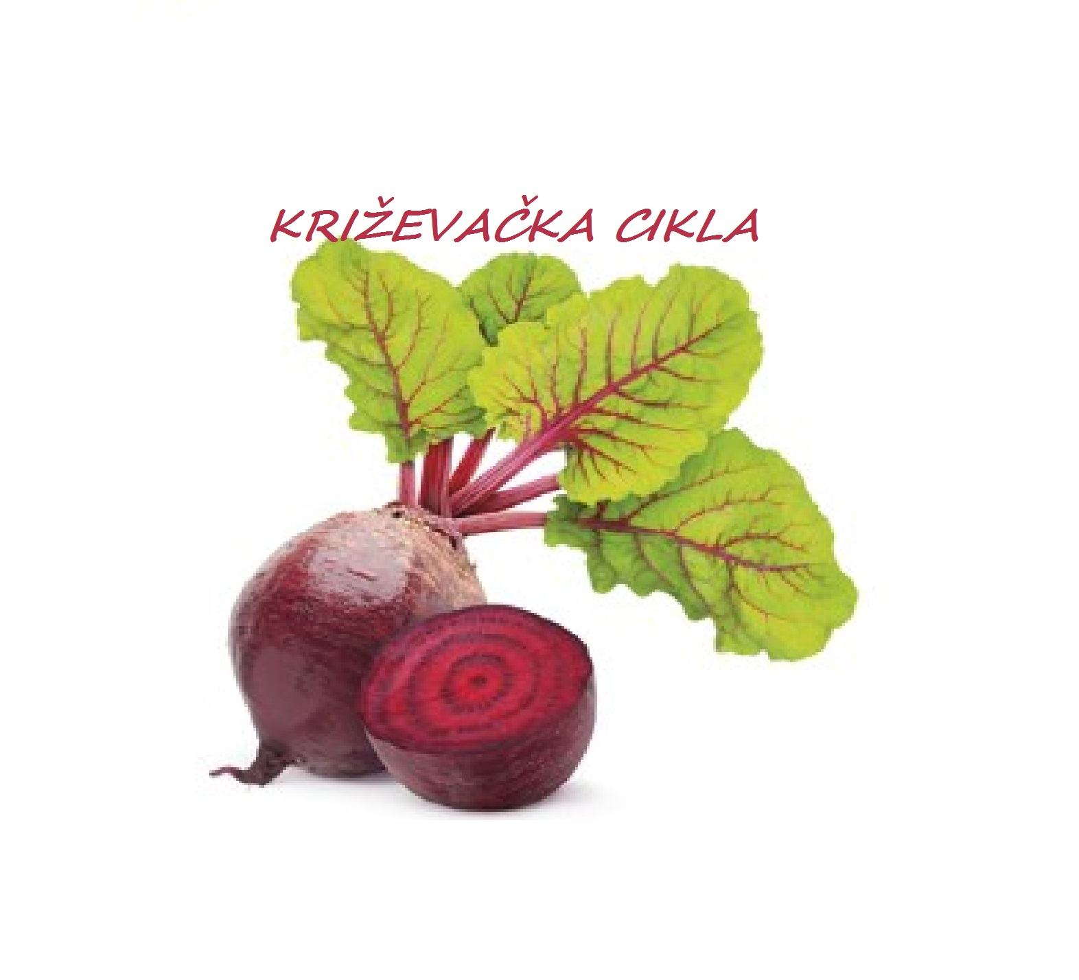 DOMAČA -CIKLA