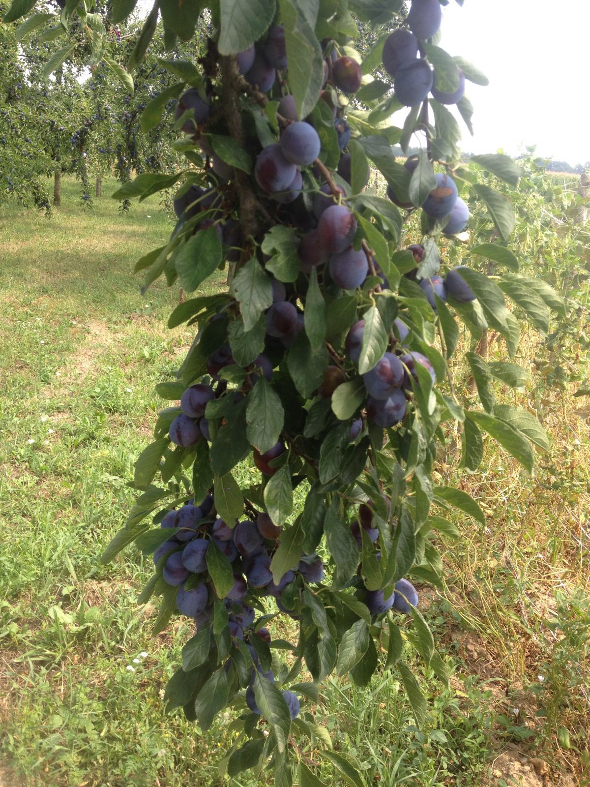 Domaća šljiva