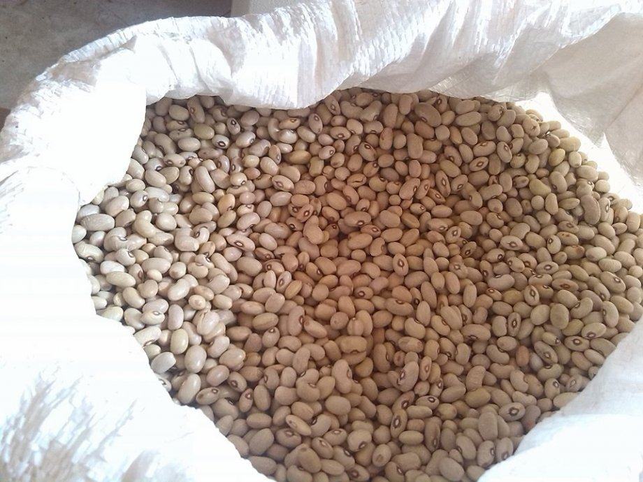 Domaći zeleni grah - Slavonac